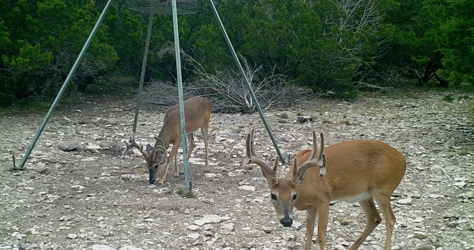 Photo Gallery - Hunt Texas Hill Country
